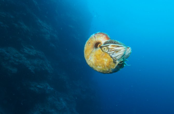 Rare Nautilus Makes First Appearance in 30 Years: | Sean McClure